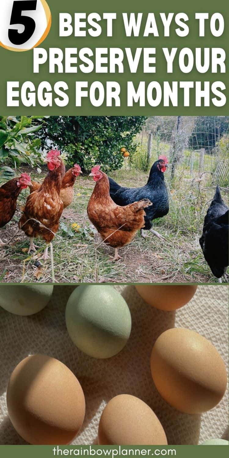 How to Preserve Eggs: 5 Practical Methods to Save Money and Reduce ...